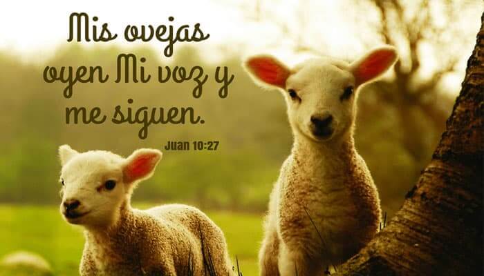 YO CONOZCO A MIS OVEJAS Y ELLAS ME SIGUEN